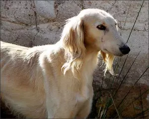 Taigan (Kyrgyz greyhound)