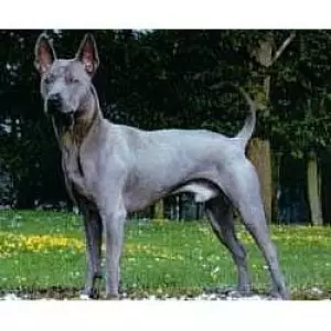 Thajský ridgeback