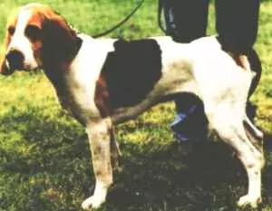 Artois Hound (Shien D'Artois)