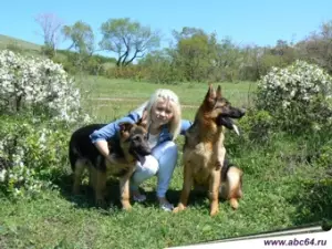 Tibet terrier