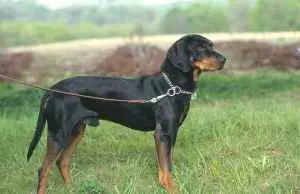 Tyrolean Hound (Tyrolean Brack, Brack Austrian)