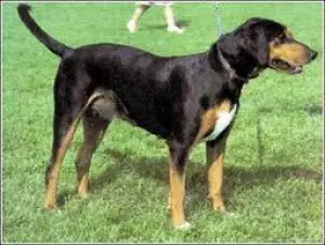 Tran Pennsylvaniaian Hound (Erdeli Kopo, Tran Pennsylvaniaian Brakk)