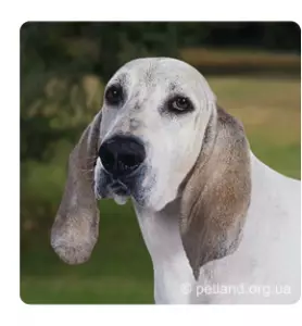 Porcelain Hound (Noble Royal Hound, porcelana, porcelana)