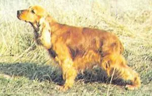 Spaniel fanua