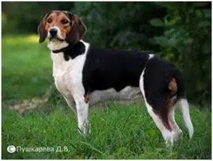 Hound Finnish ah (Tricolor Finnish Hound, Suomenayokoira)