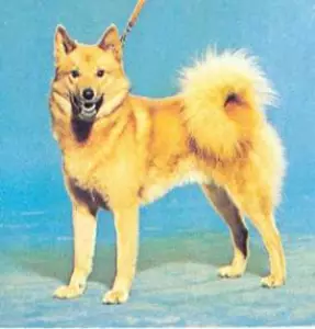 Finnish Spitz (Suomenpisitikorva, Karelian-Finnish Laika, Karelka)