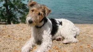 Tulki terrier