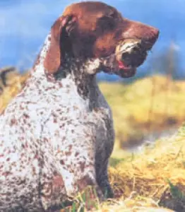 Matrimonio tipo gascón francés (French Gascon Pointer)