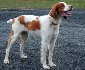 Spaniel francés (Epagnol francés)