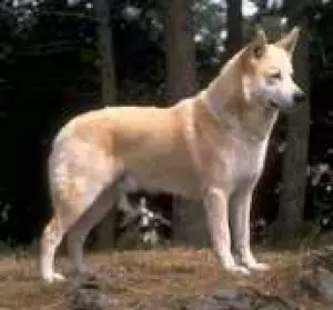 Haldenstower (Haldenstevare, Halden Hound)