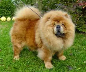 Chow Chow