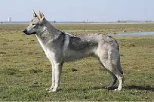 Dog Wolfs checoslovaco (Czech Wolf Wolf, Czech Wolf