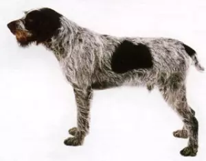 Czech Foussek (Czech Wire-haired Dog Dog)