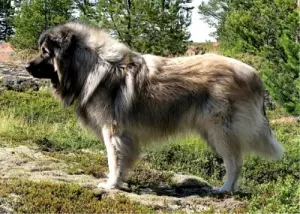 Sharplaninak (Yugoslav Shepherd Dog)