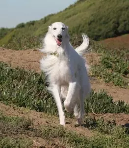 Silky Windhound (Silky Whippet, Windhound)