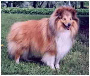 Sheltie (shetlandský ovčiak)