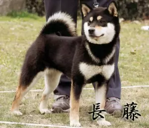 Shiba Inu (Shibu Inu)