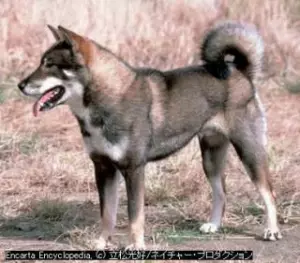 Sikoku (Shikoku, Kochi-Ken, Mikava Inu)