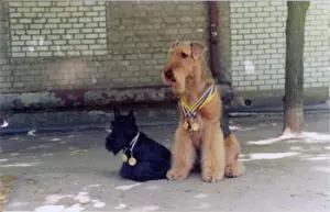 Sikotilani Terrier (Scottish Terrier)