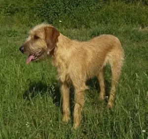 Styrian Hound (Guurka Styrian)