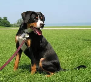 Entlebucher Mountain Dog