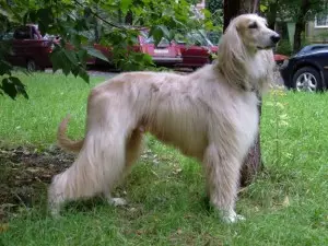 Bakhmul (Afghan Aboriginal Hound)