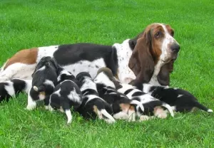 Basset Hound