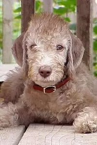 Bedlington Terrier (Rotberi Terrier)