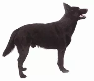 Noocyada Eeyaha Dhexdhexaad - Kelpie Australia