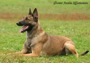 Malinois Belgian (eeyga adhijirka ah ee Belgium)