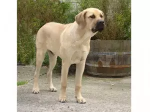 Matine -ga Belgian (Mastiff -ka Beljimka, Eeyga Flemish Sled)