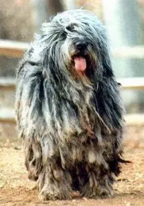 Bergamasco (Bergam Sheepdog)