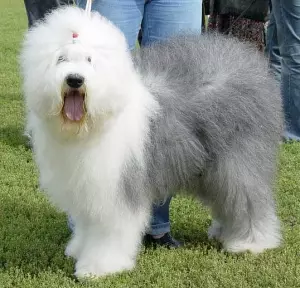 Bobtail (Old English Sheepdog)