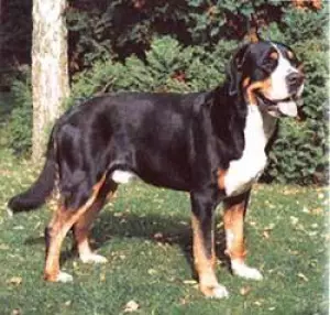 Great Swiss Mountain Cattle Dog (Gran can de montaña suízo)