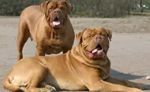 Dogue de Bordeaux (Aquitanian mastiff, French mastiff)