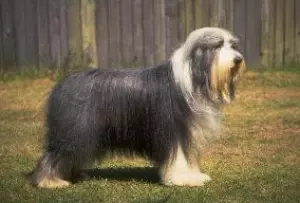 Collard Bearded (Biardid Collie, Birdie)