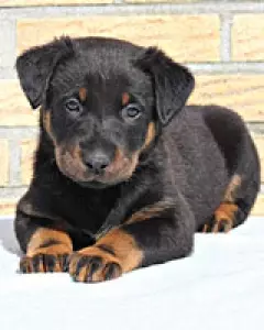 Beauceron (can pastor liso francés)