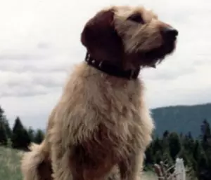 Bosnian Barrack (Bosansky Gonich, Bosnian Coarse Hound)