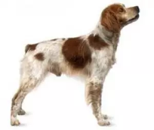 Breton Epagnol (Breton Spaniel, Epagnol Breton)