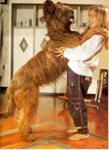 Briard (French Dog Shepherd Dog, French Long-hair Shepherd Dog)