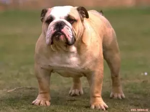 Bulldog