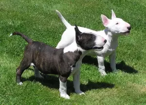 Bull terrier