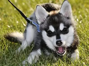 Noocyada Eeyaha Dhexdhexaadka ah - Alaskan Klee Kai (Mini Husky, Miniature Husky)