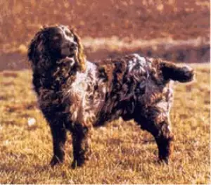 Wachtelhund (Siamani Spaniel, Siamani Quail Dog)