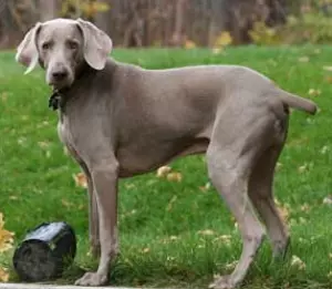 Eey tilmaamaya Weimar (Weimaraner, Weimar Brack)