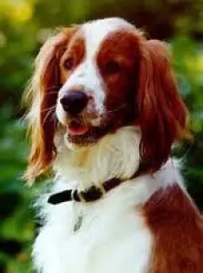 Welsh springer spaniel