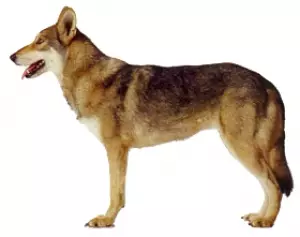 Saarloos Wolfdog (Saarlooswolfhund, Saarloos Wolfhond)