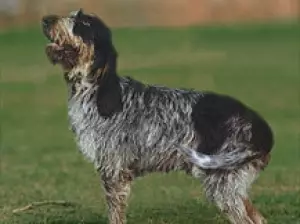 Blue Gascony Griffon