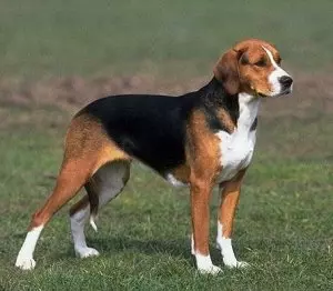 Hamilton Hound (Hamiltonstøvare)