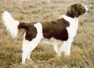 Drent partridge dog (Dutch party hond)